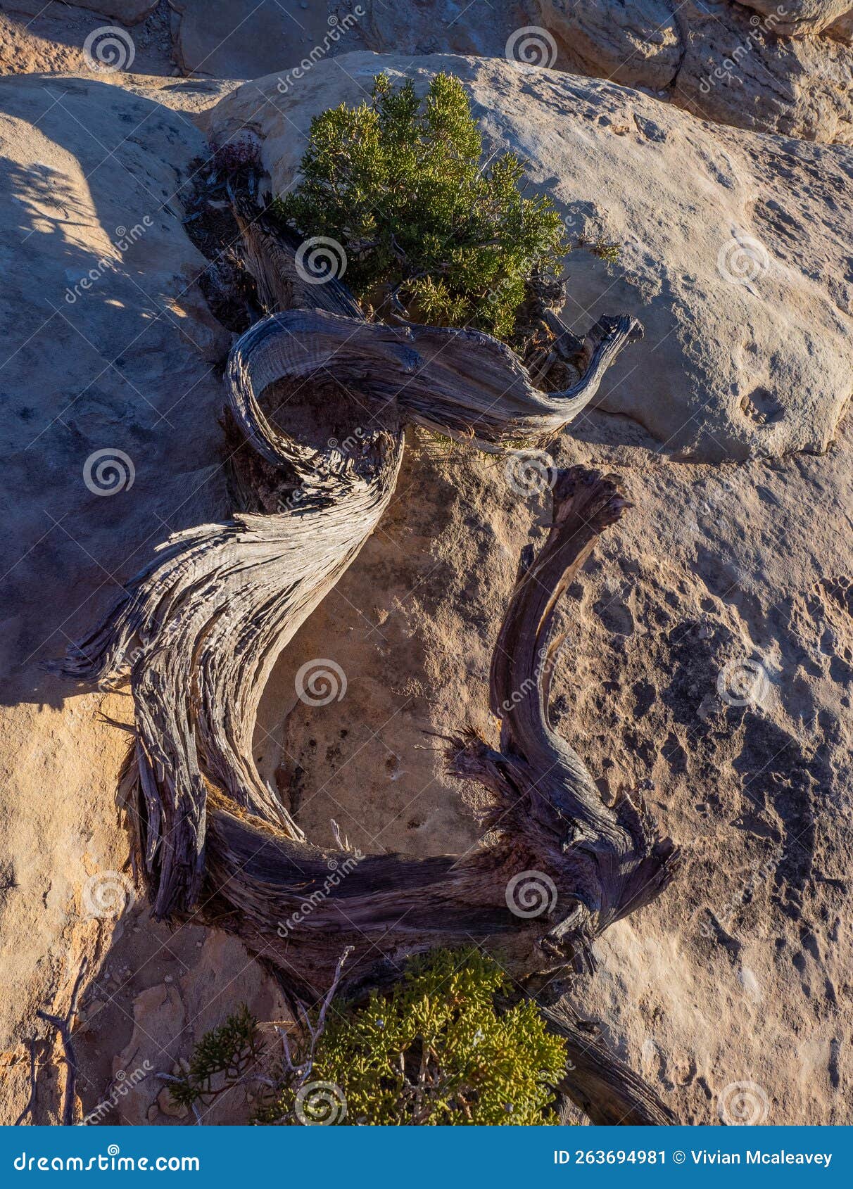 Weathered Tree Trunks in the Desert Stock Image - Image of tree ...