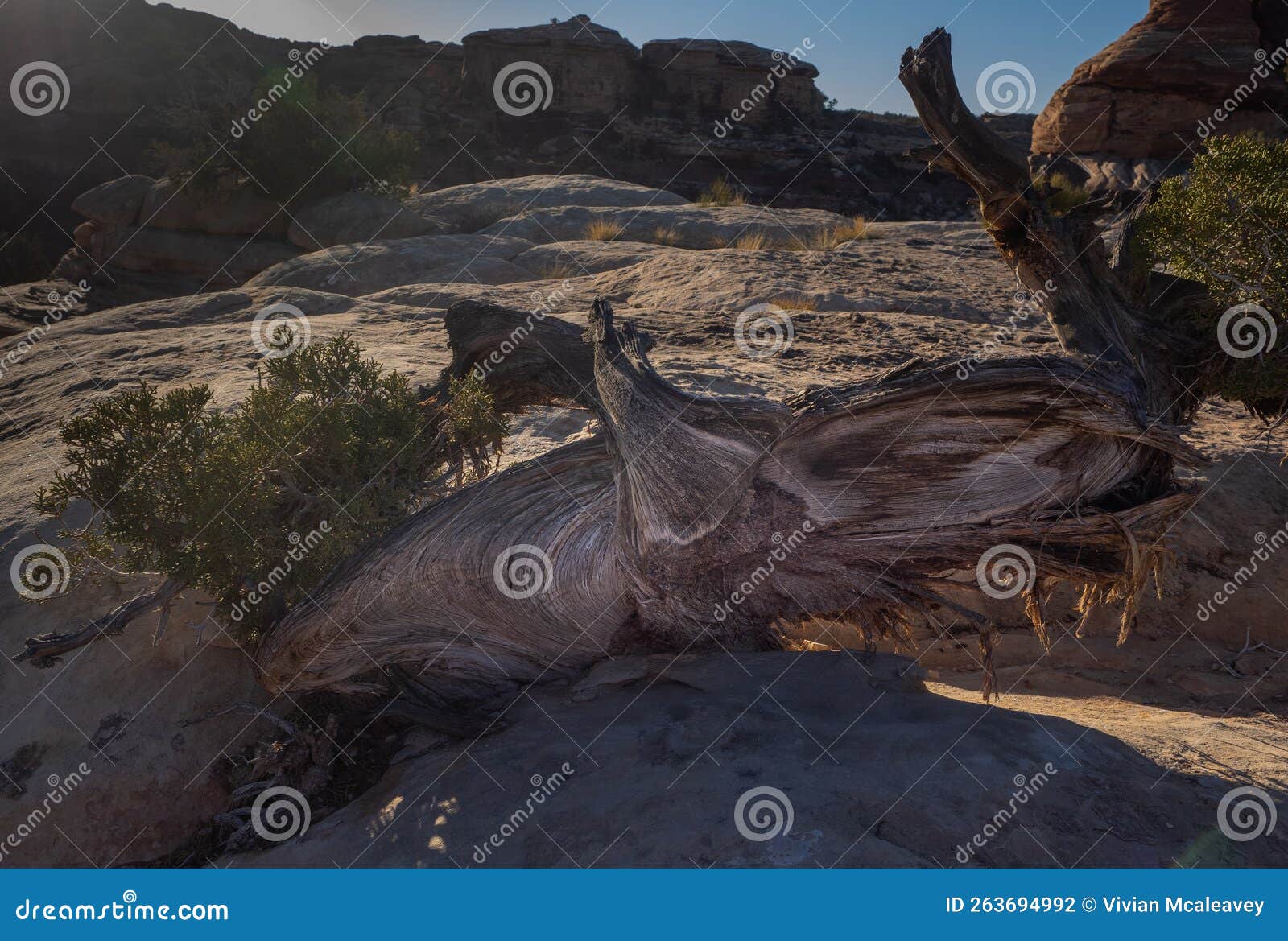 Weathered Tree Trunks in the Desert Stock Photo - Image of tree ...