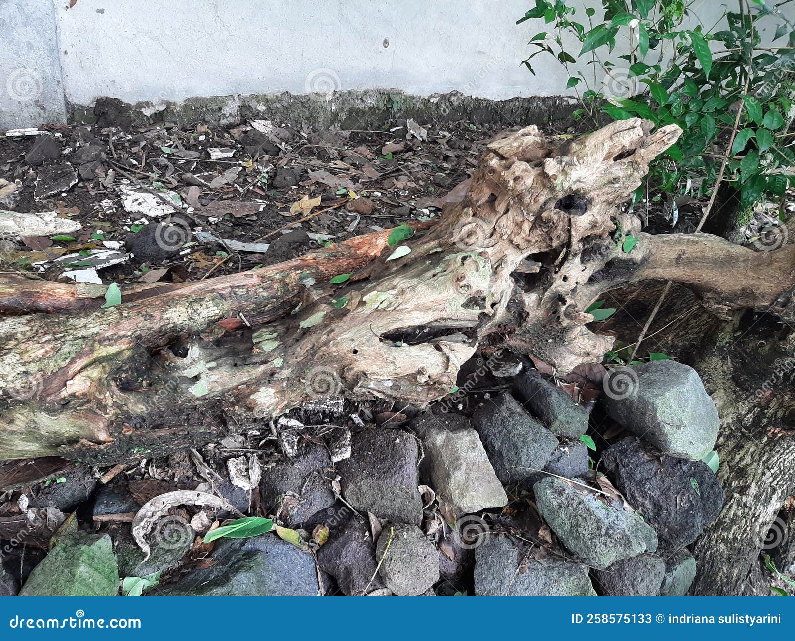 Weathered Tree Wood on the Rocks Stock Image - Image of rock, tree ...