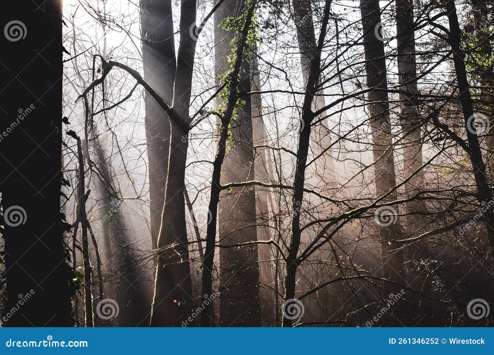 Weathered Trees in the Forest with Sun Shining Behind Them Stock Photo ...
