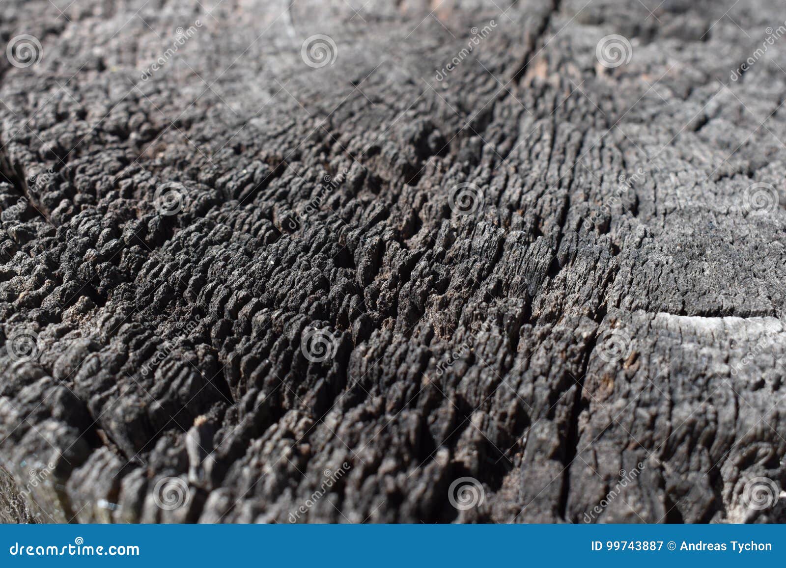 Texture of a Fence Post Cross Section Stock Image - Image of upper ...