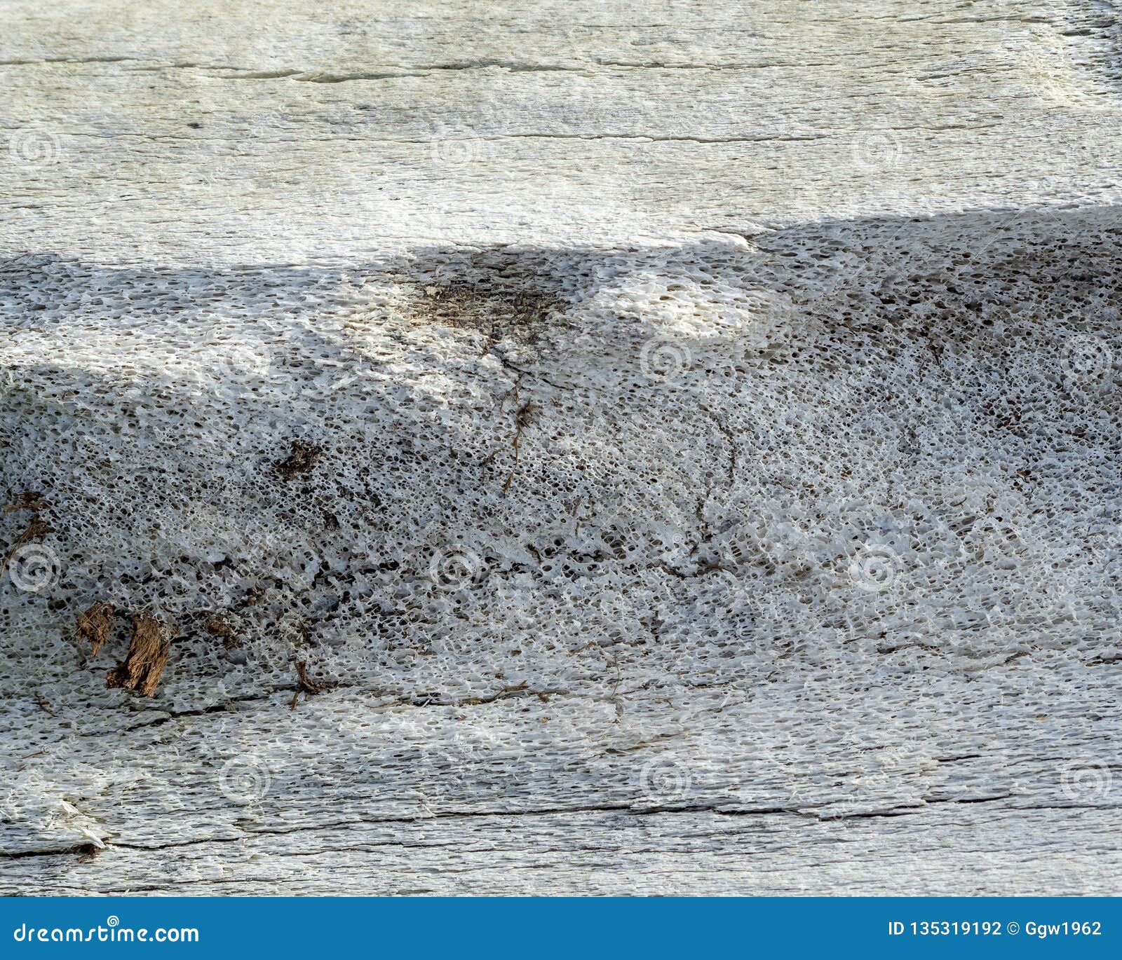 Weathered whale bone stock photo. Image of destroyed - 135319192