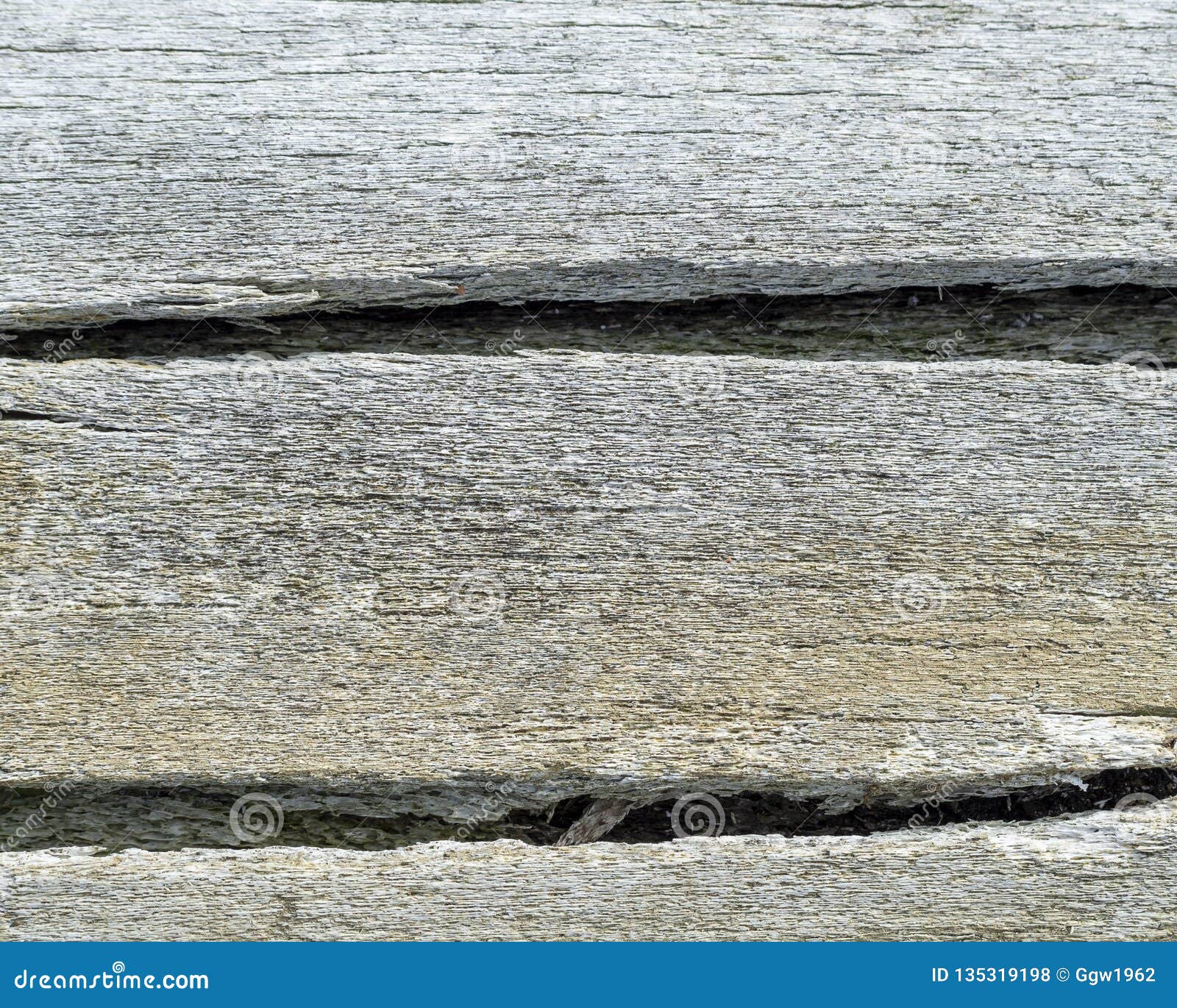 Weathered whale bone stock photo. Image of dead, effect - 135319198