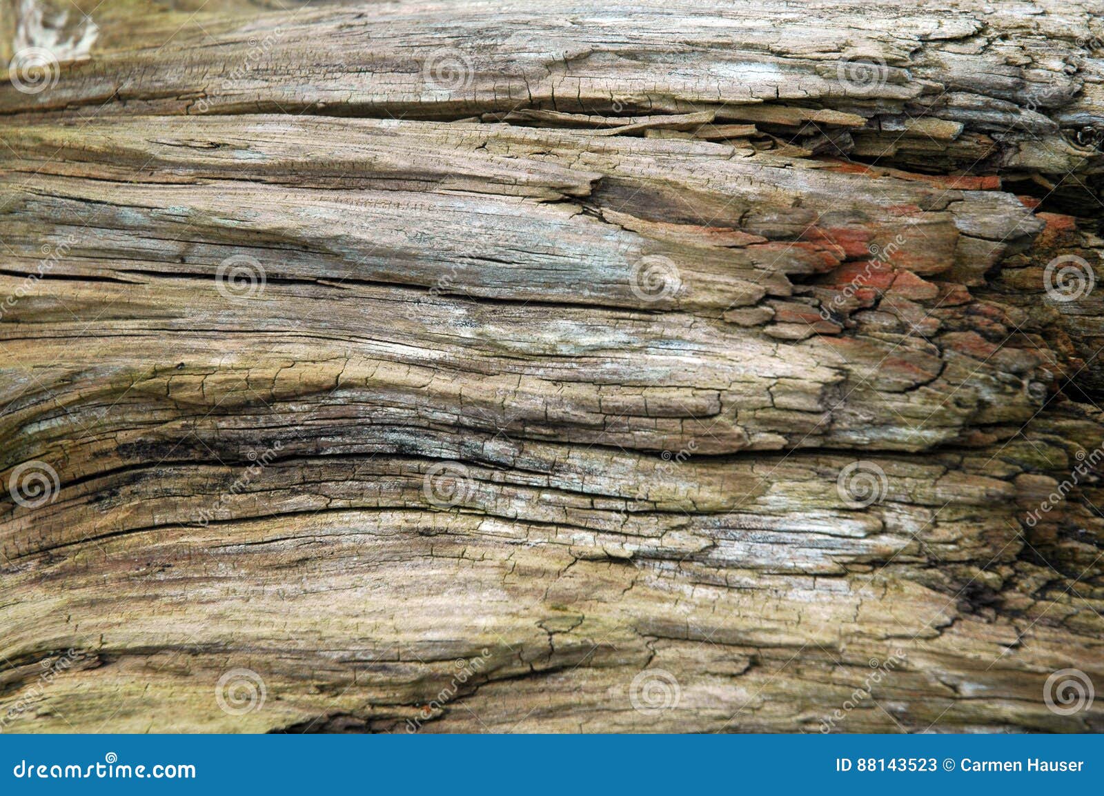 Weathered wood stock image. Image of weathered, dead - 88143523