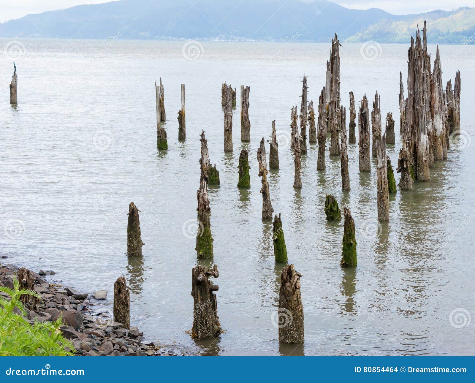 Weathered Wood Dock Planks 2 Stock Photo - Image of moss, weatered ...