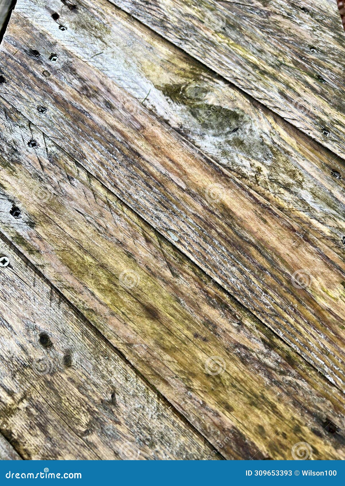 Wood Grain stock image. Image of weathered, grain, woods - 309653393