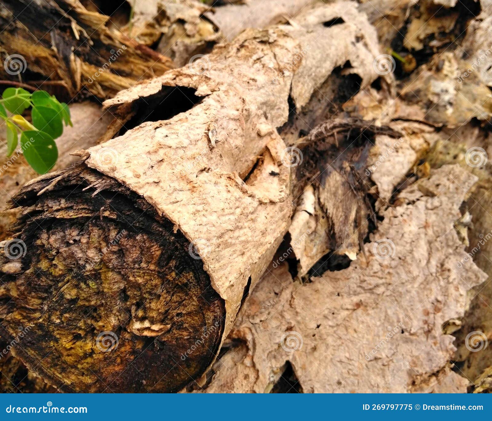 Weathered Wood on the Ground Stock Image - Image of wood, trunk: 269797775