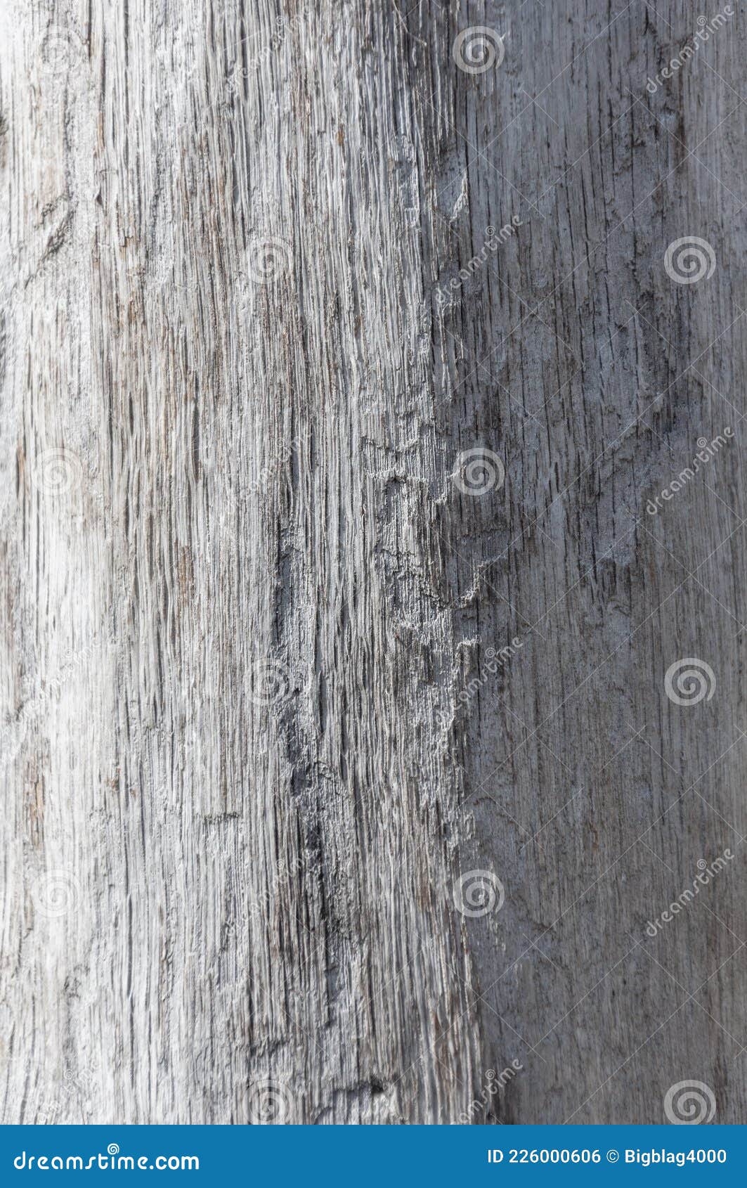 Weathered Wood Surface Texture.Old Log on the Beach. Stock Photo ...