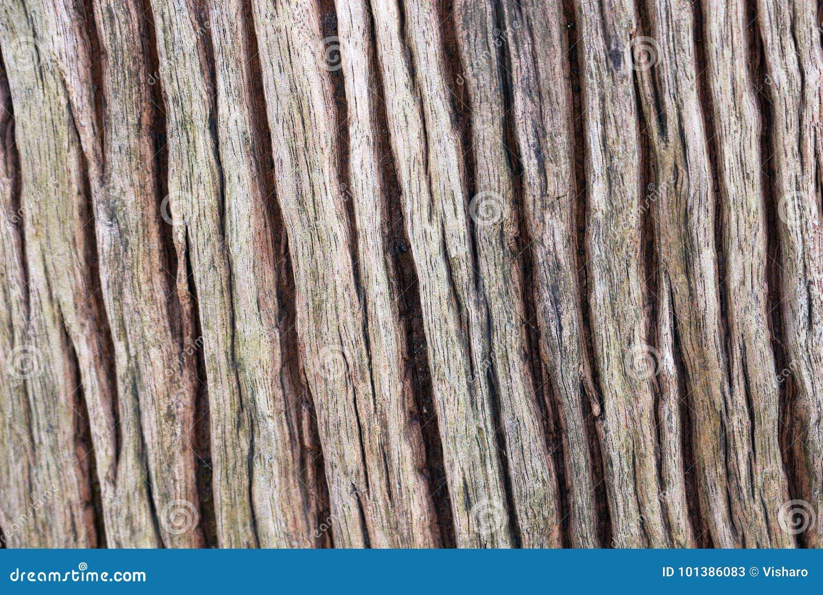Weathered Wood Texture stock image. Image of lines, timber - 101386083