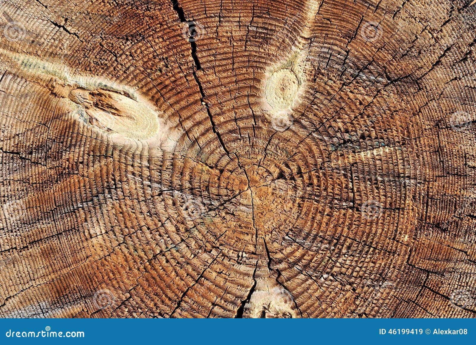 Weathered wooden cut stock image. Image of annual, flat - 46199419
