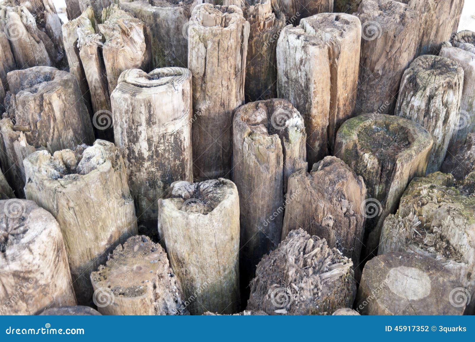Weathered wooden Posts stock photo. Image of pilings - 45917352