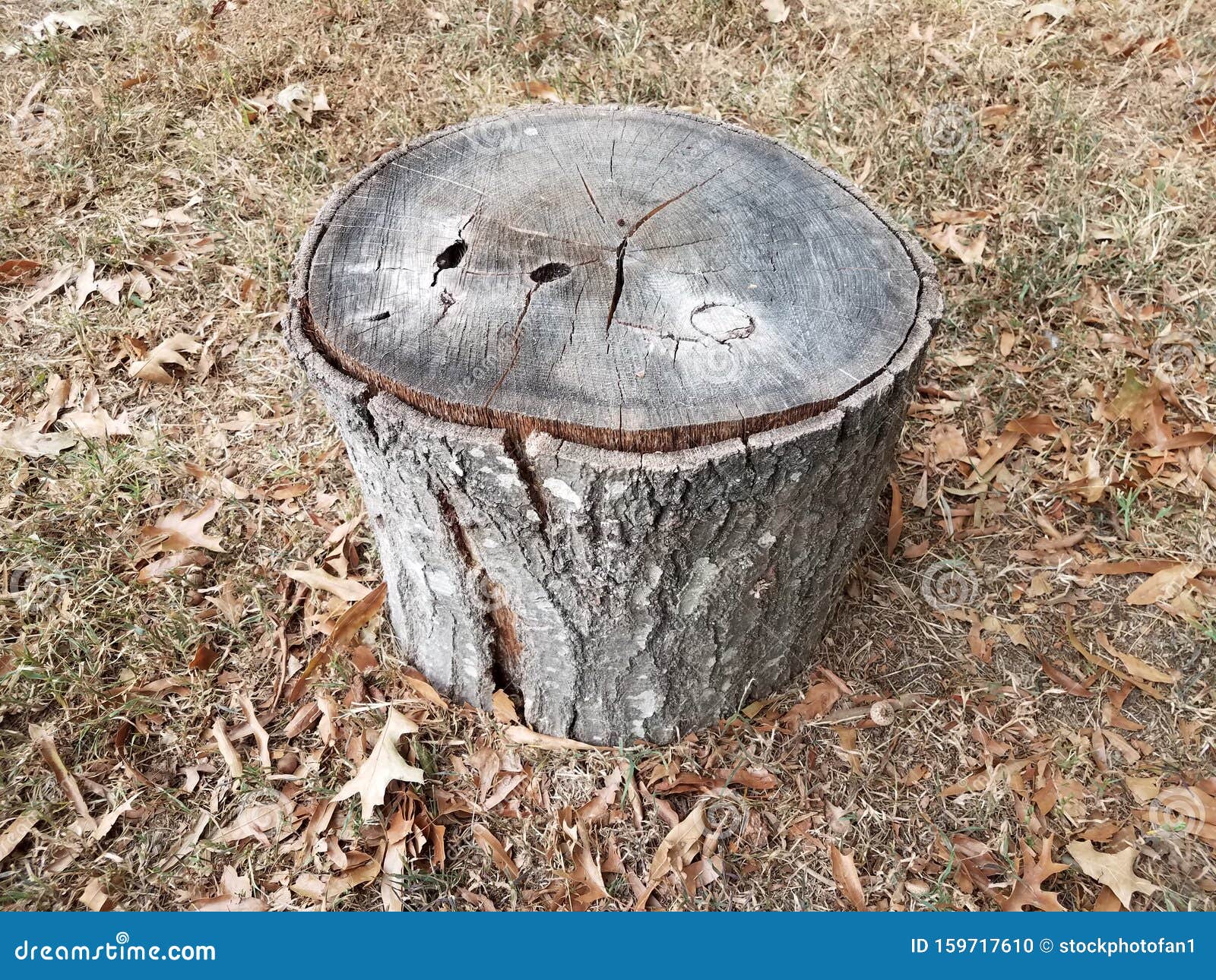 Weathered or Worn Tree Stump with Bark on Grass Stock Photo - Image of ...