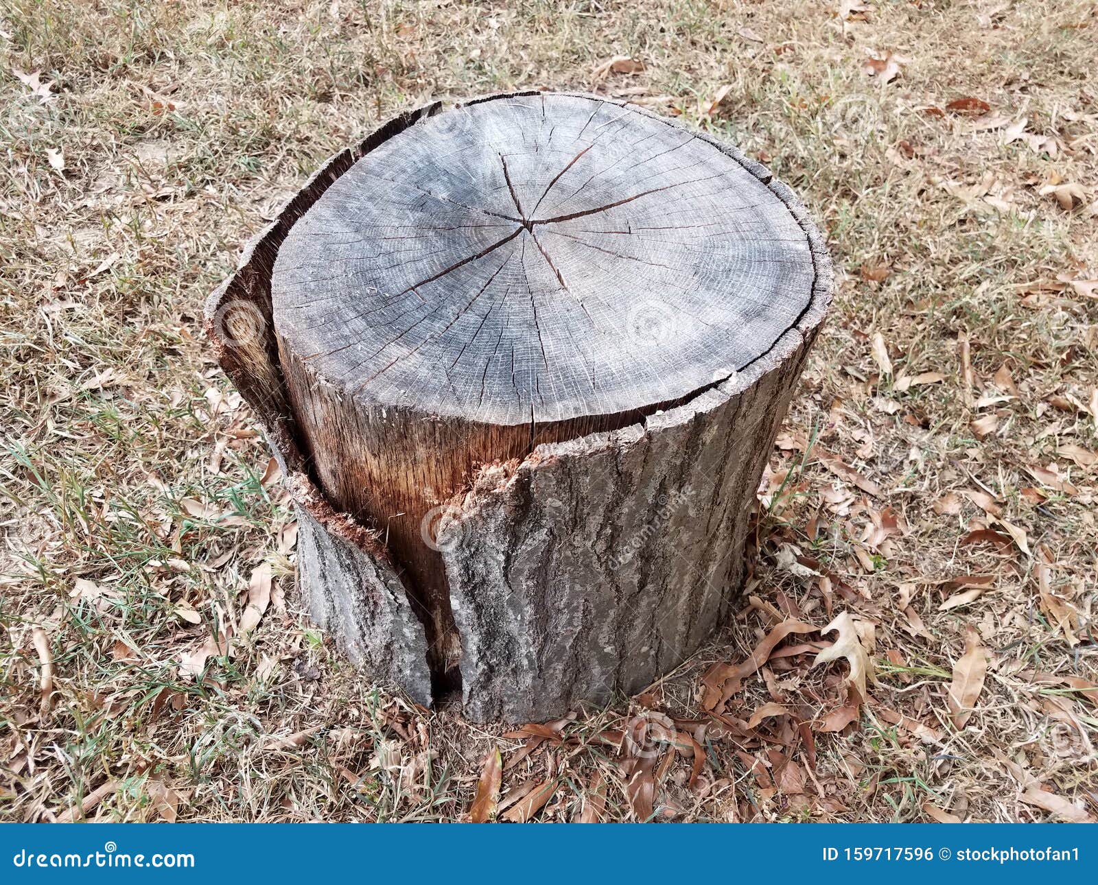 Weathered or Worn Tree Stump with Bark on Grass Stock Photo - Image of ...