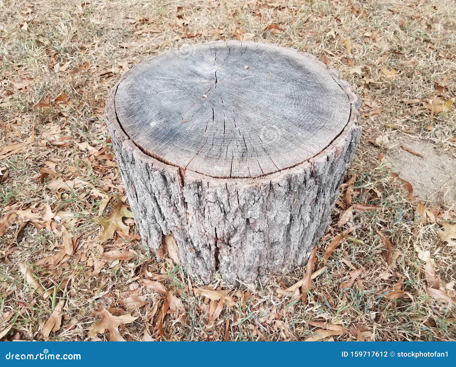 Weathered or Worn Tree Stump with Bark on Grass Stock Photo - Image of ...