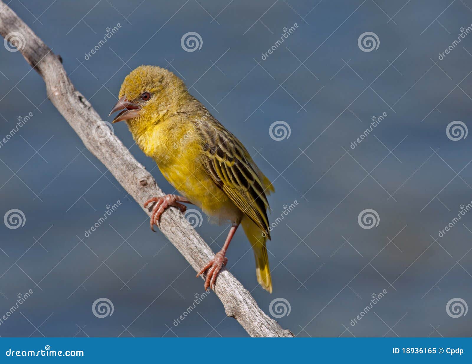 Weaver stock image. Image of bright, wild, fauna, animal - 18936165