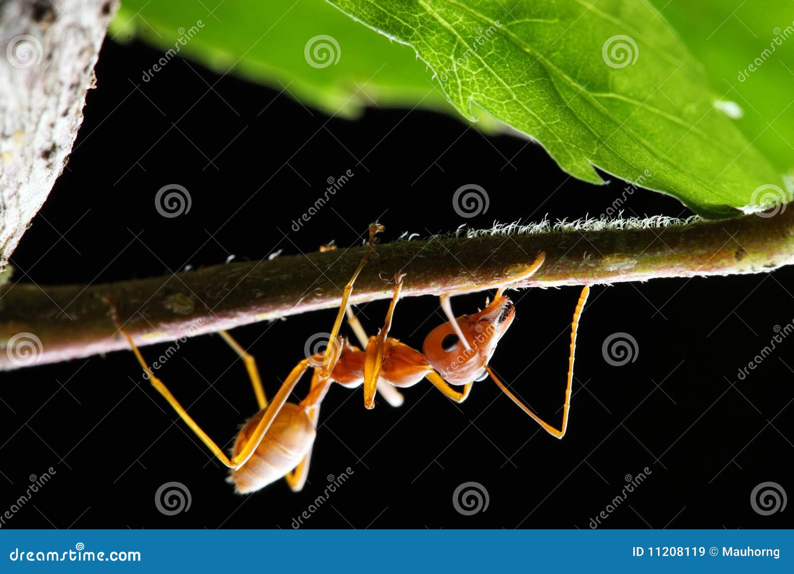 Weaver Ant stock image. Image of upside, alone, dark - 11208119
