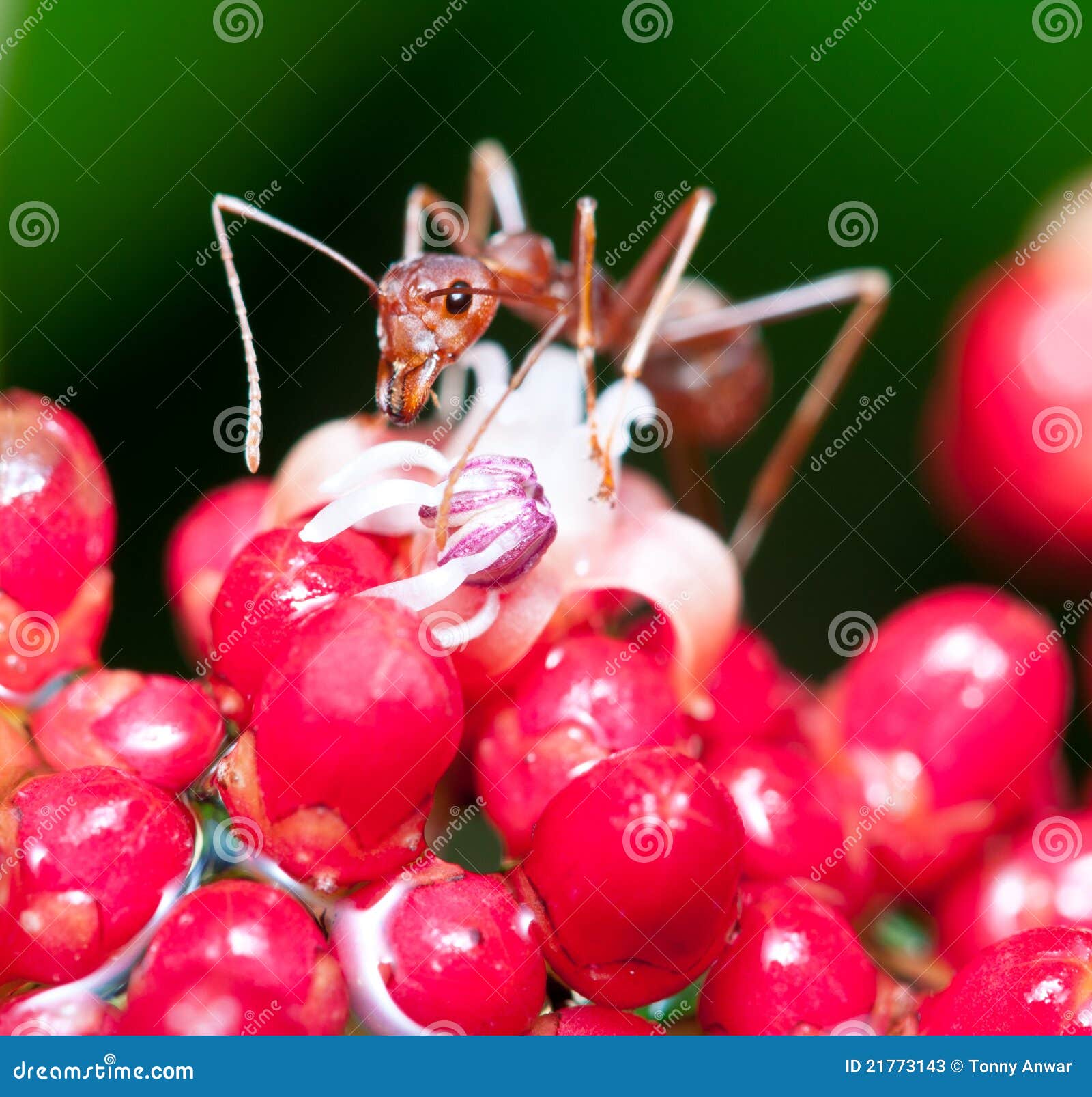Weaver Ant stock image. Image of antenna, insect, weaver - 21773143