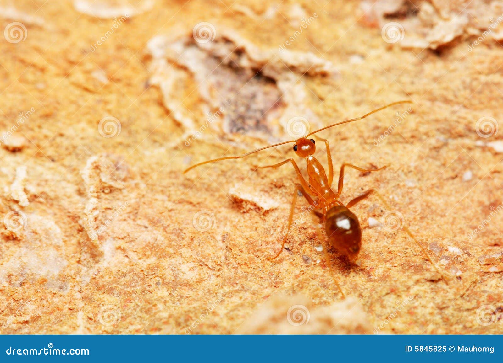 Weaver Ant stock image. Image of macro, small, brick, brown - 5845825