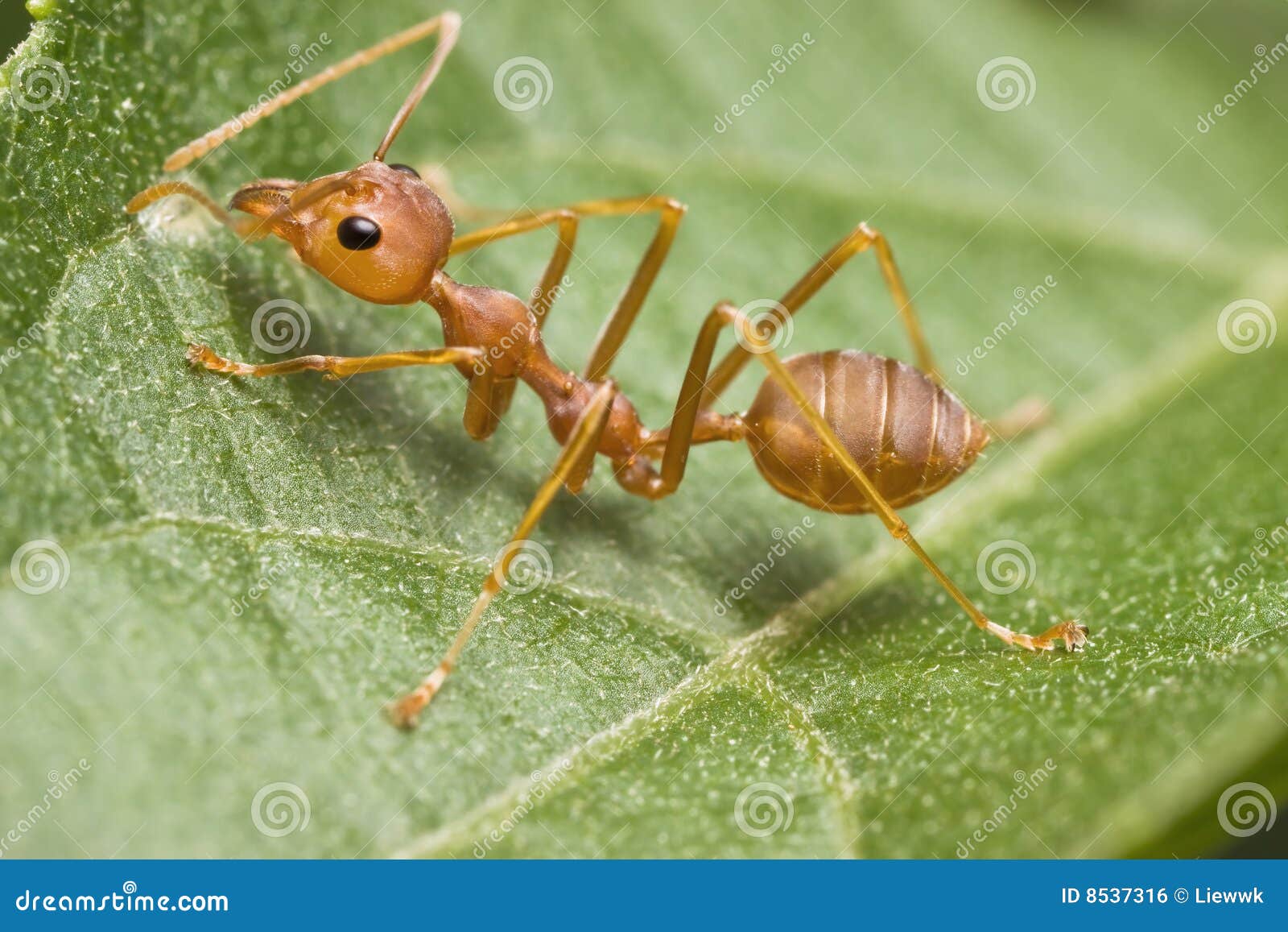 Colourful Weaver Bird Stock Photo | CartoonDealer.com #27251970