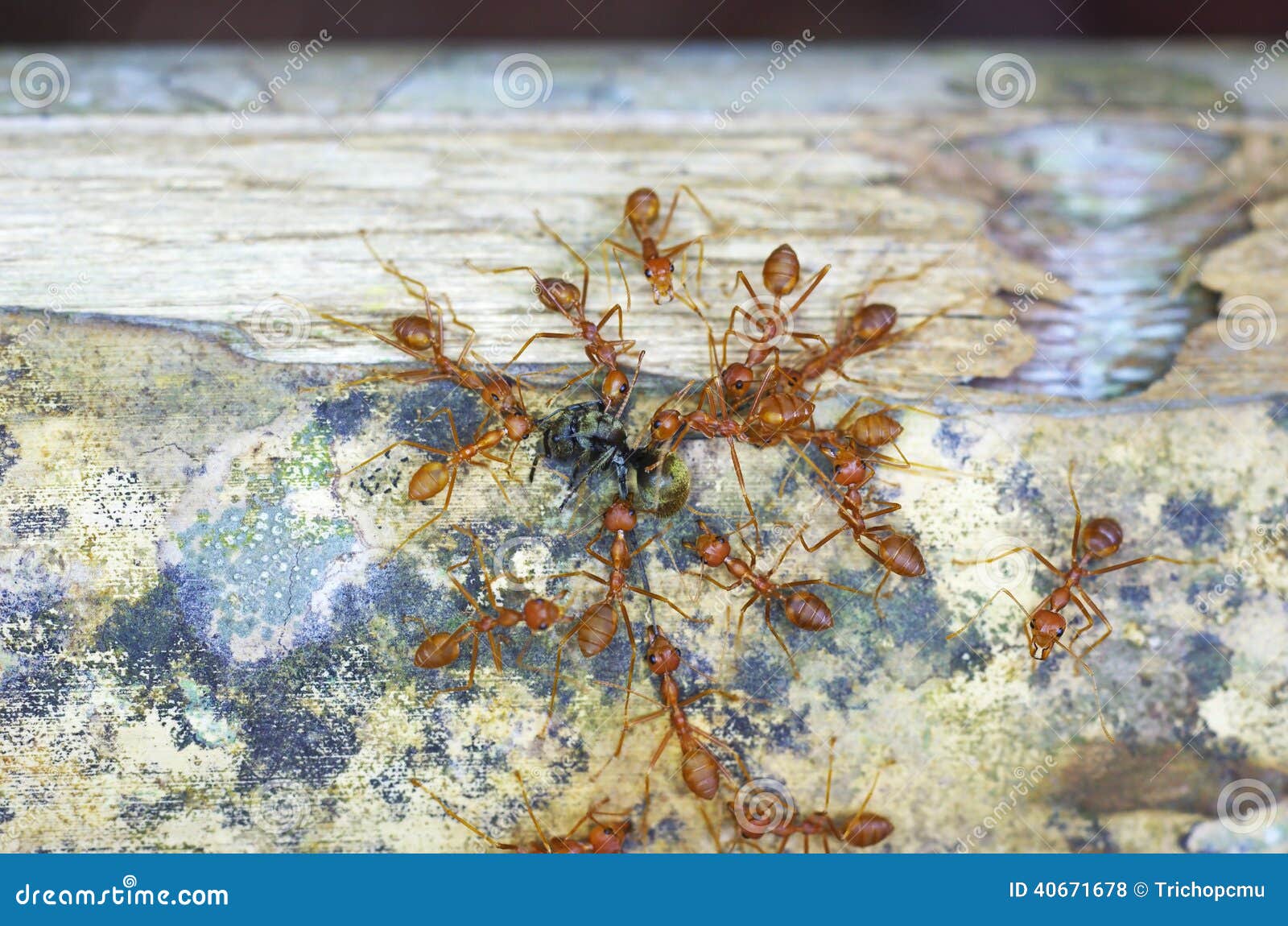 Weaver Ant Attack a Black Ant Stock Photo - Image of flora, fight: 40671678
