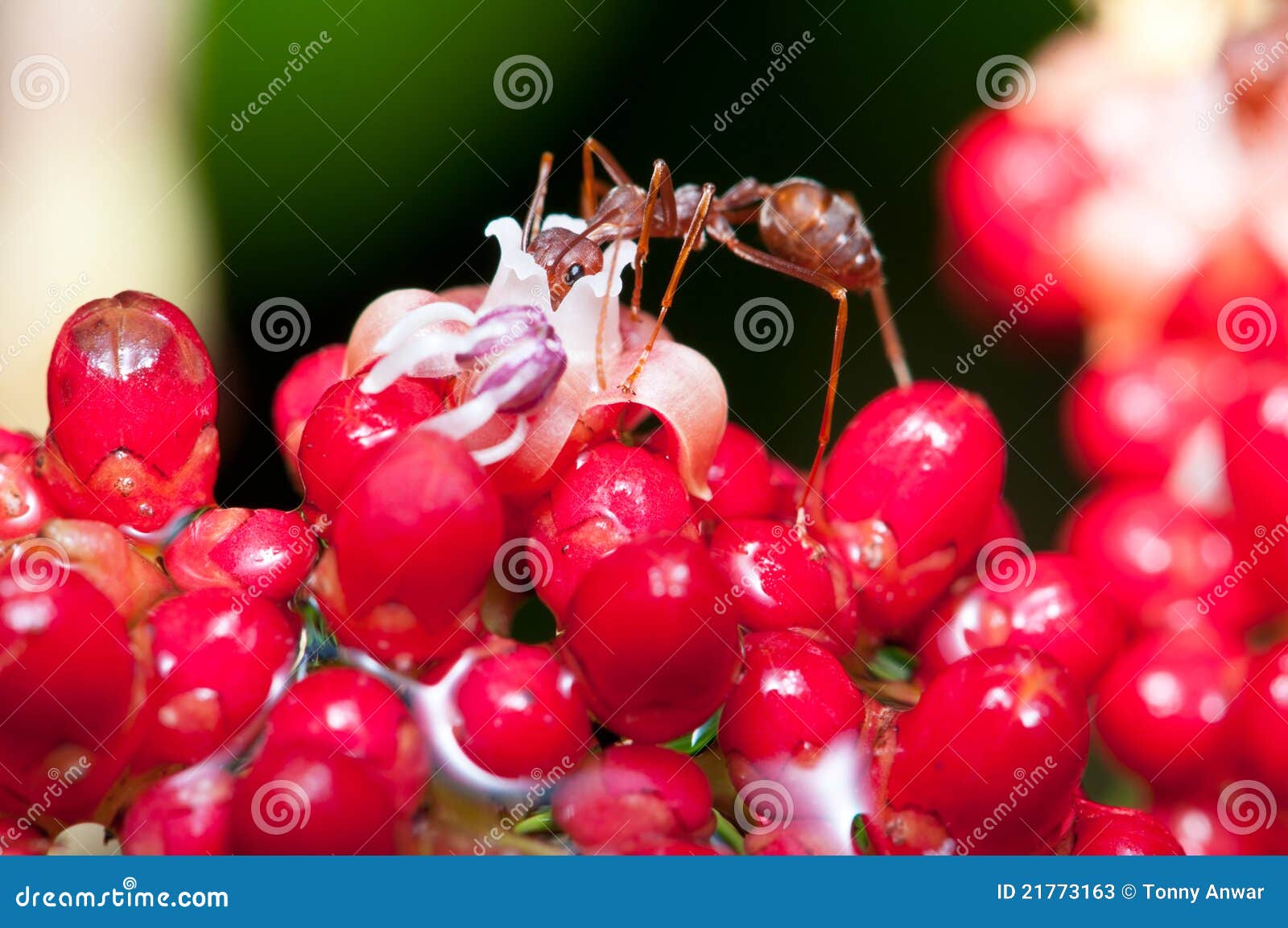 Weaver Ant Feeding stock image. Image of rubra, individual - 21773163