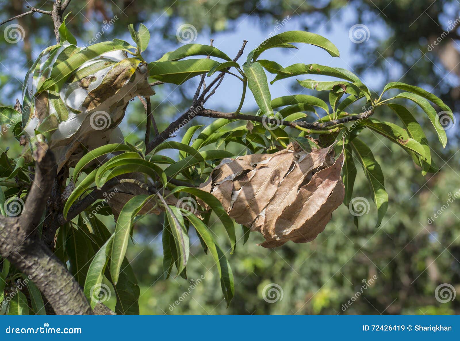 Weaver Ant Nest stock image. Image of leaf, mango, pradesh - 72426419