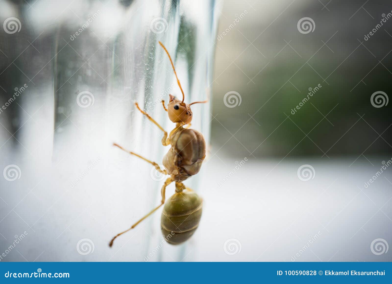 Weaver ant queen. stock photo. Image of dealate, asian - 100590828