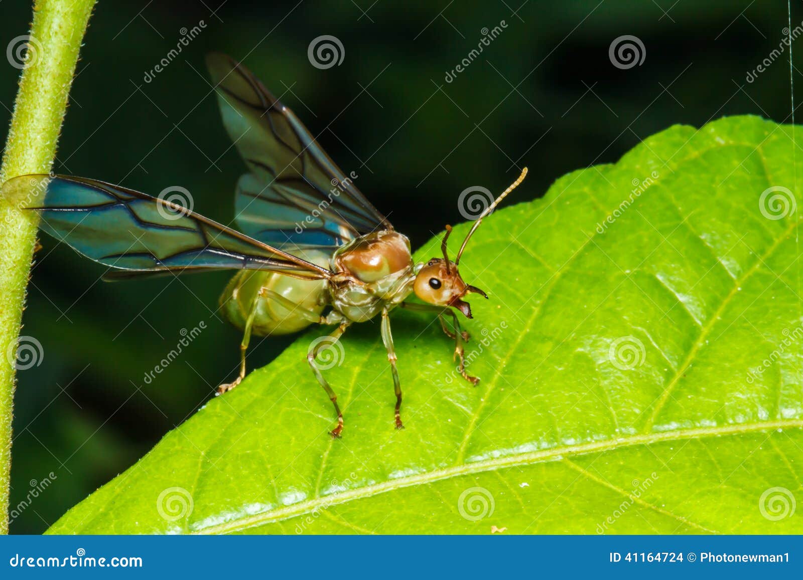 Queen Weaver Ant Royalty-Free Stock Photography | CartoonDealer.com ...