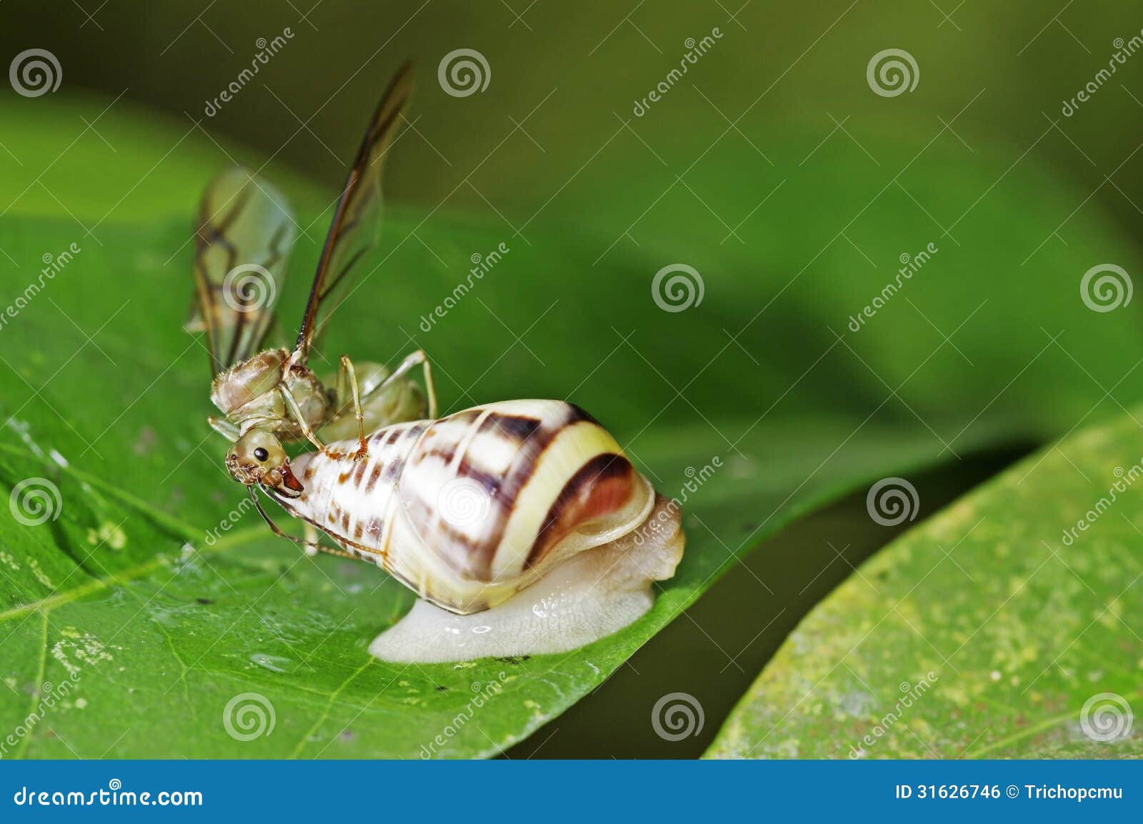 Queen Weaver Ant Royalty-Free Stock Photography | CartoonDealer.com ...