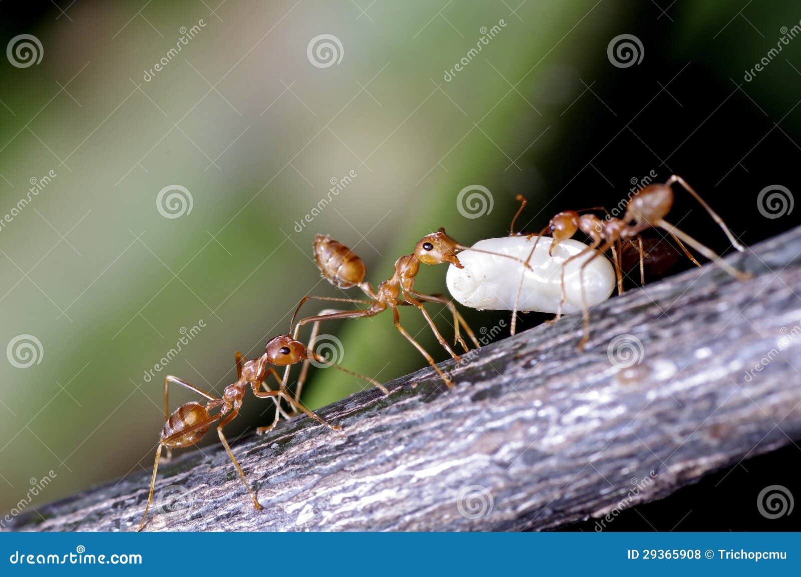 Weaver ants stock photo. Image of animals, nature, formicidae - 29365908