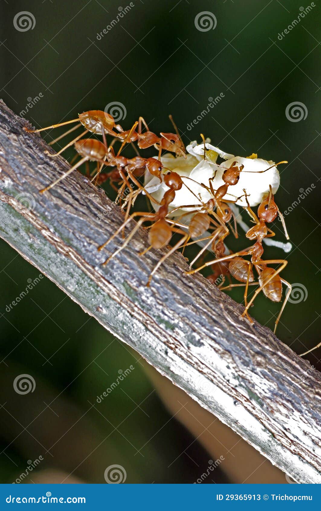 Weaver ants stock image. Image of ants, formicidae, insects - 29365913