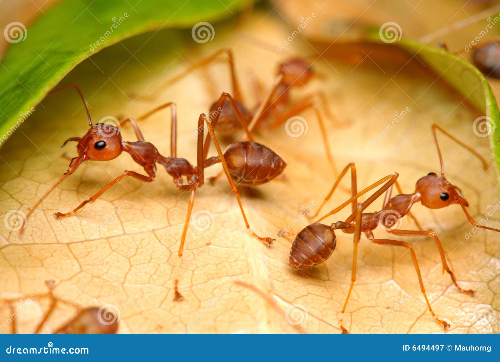 Weaver Ants stock image. Image of weaver, brown, oecophylla - 6494497