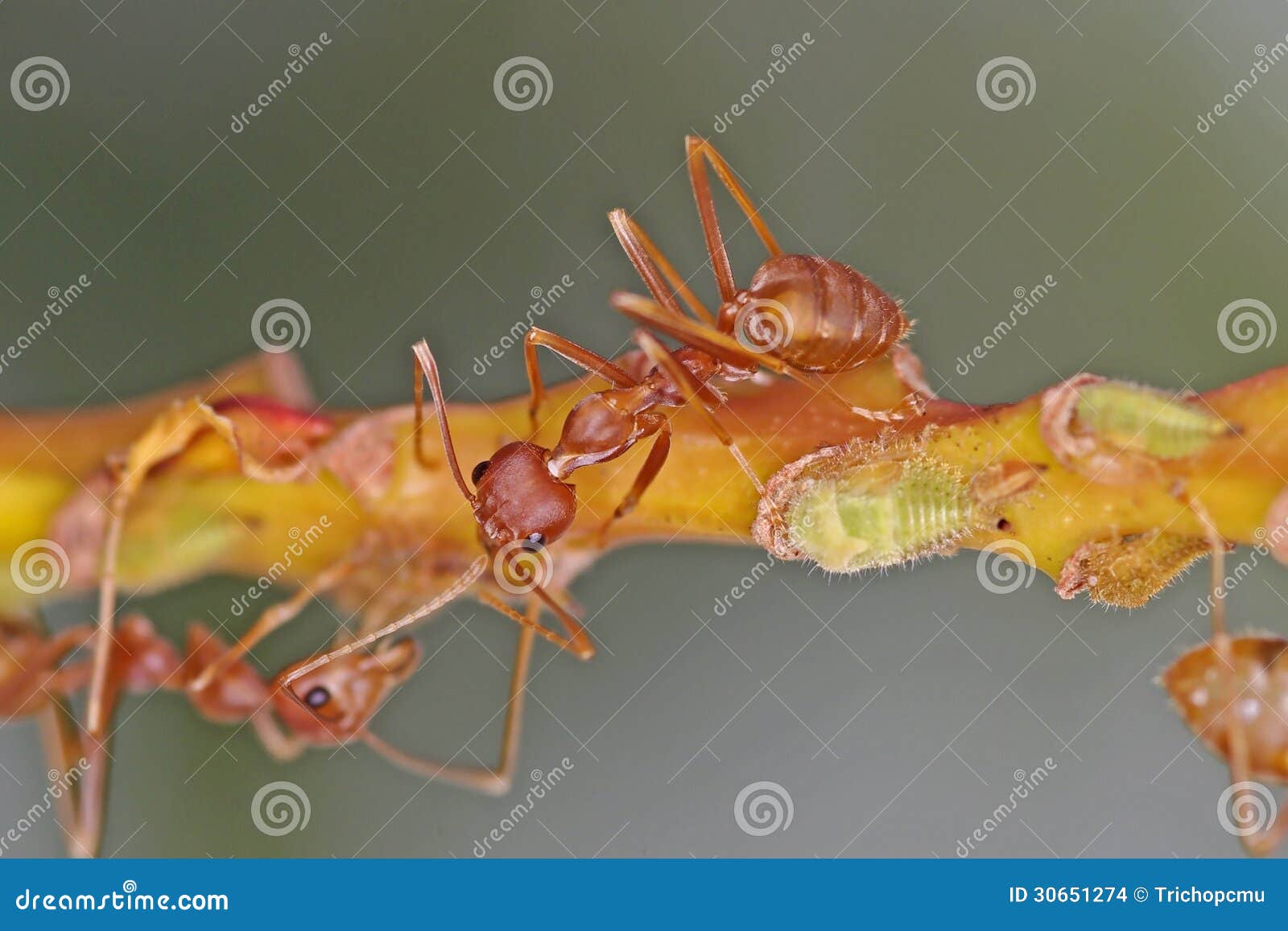 Weaver ants and aphid stock photo. Image of insects, weaver - 30651274