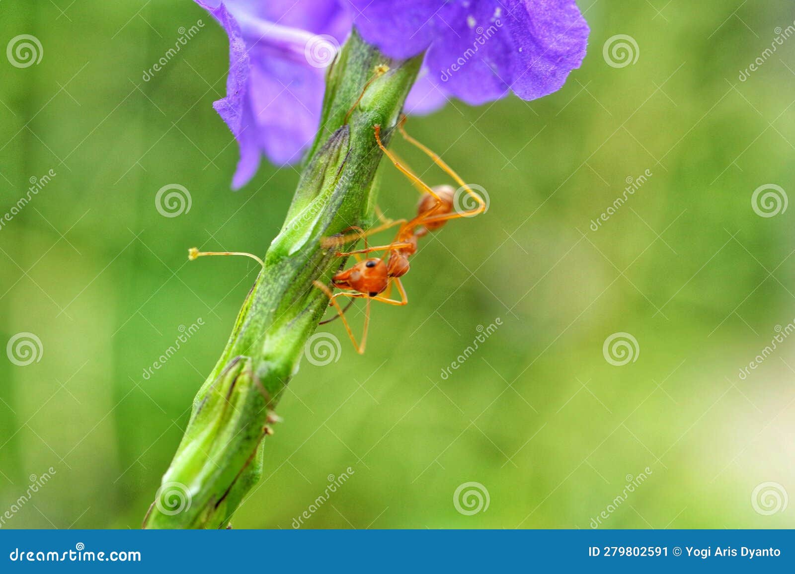 Weaver Ants Climb Down the Purple Flower Stalks Stock Image - Image of ...