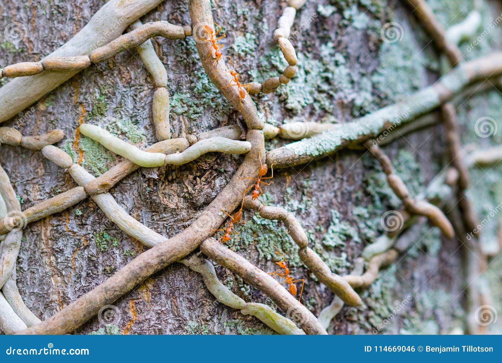Weaver Ants Climbing a Tree Stock Photo - Image of dominating, garden ...