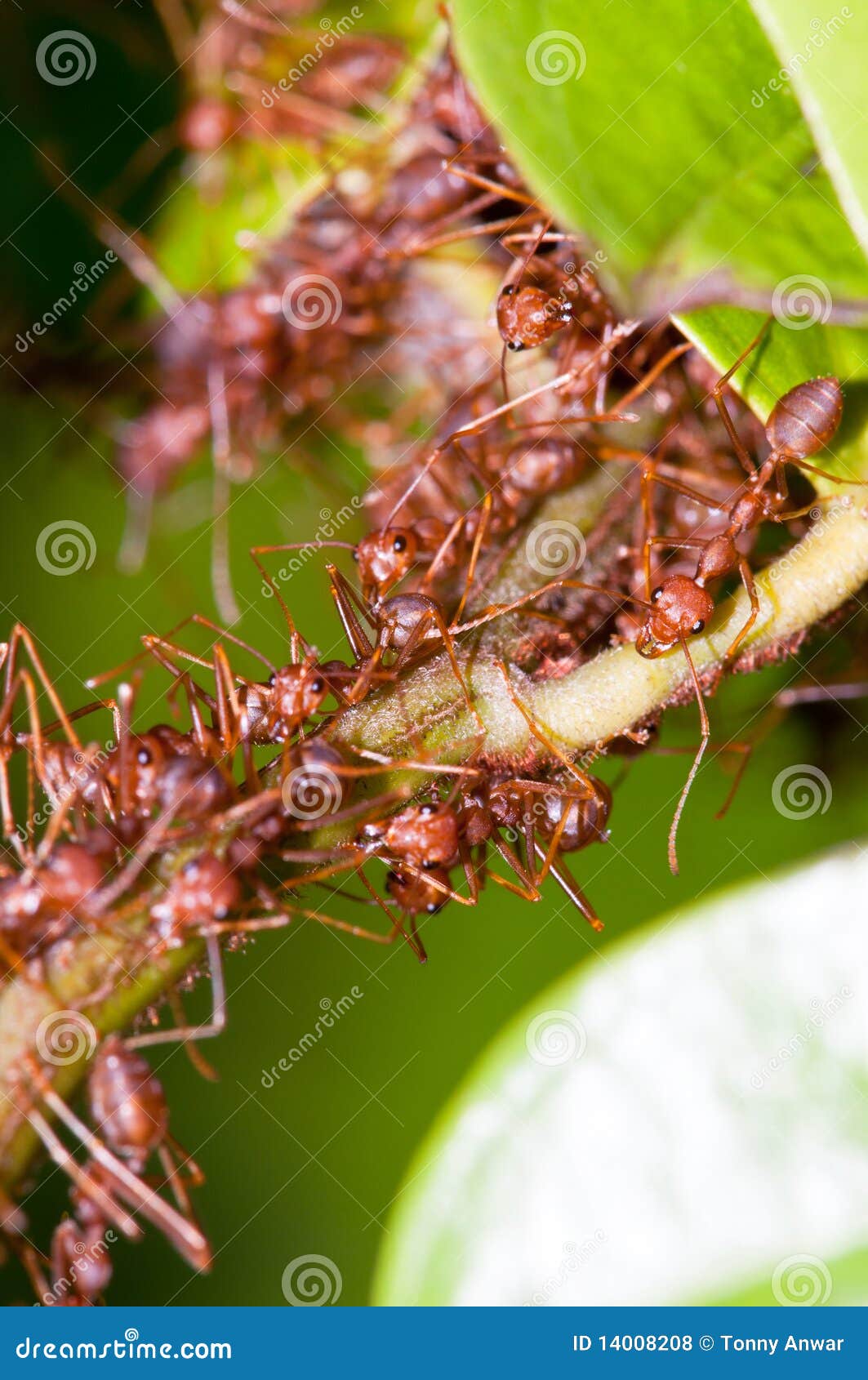 Weaver Ants Colony stock photo. Image of colonization - 14008208