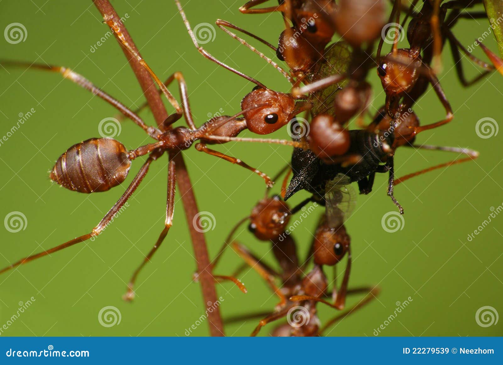 Weaver Ants Or Green Ants Walking On The Branch. Stock Photography ...
