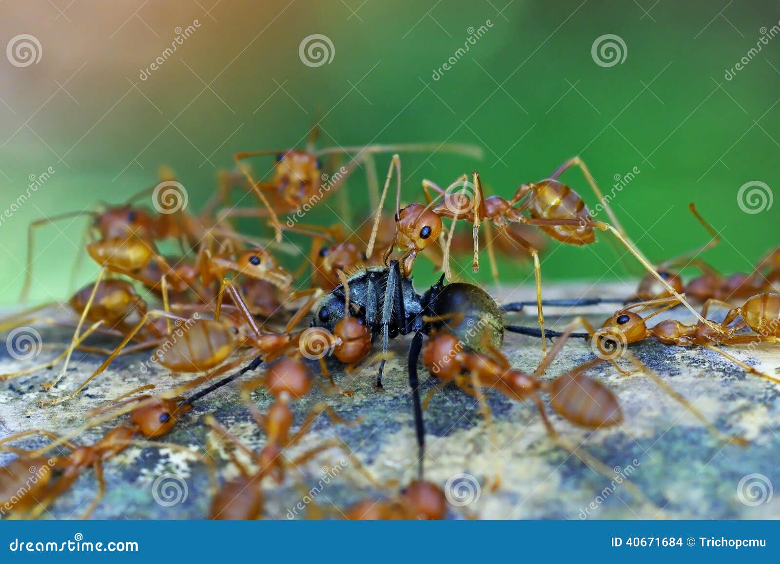 Weaver Ants Fight a Black Ant Stock Photo - Image of fighting, forest: 40671684