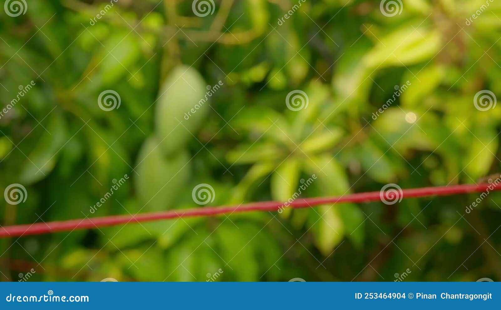 Weaver Ants are Moving on Red String between Mango Trees Stock Footage ...