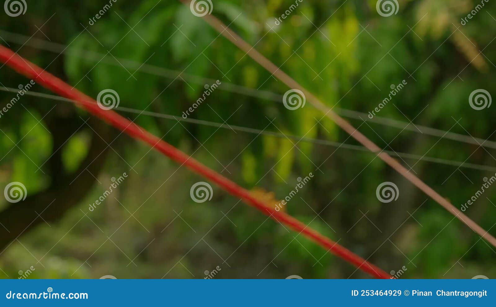 Weaver Ants are Moving on Red String between Mango Trees Stock Video ...