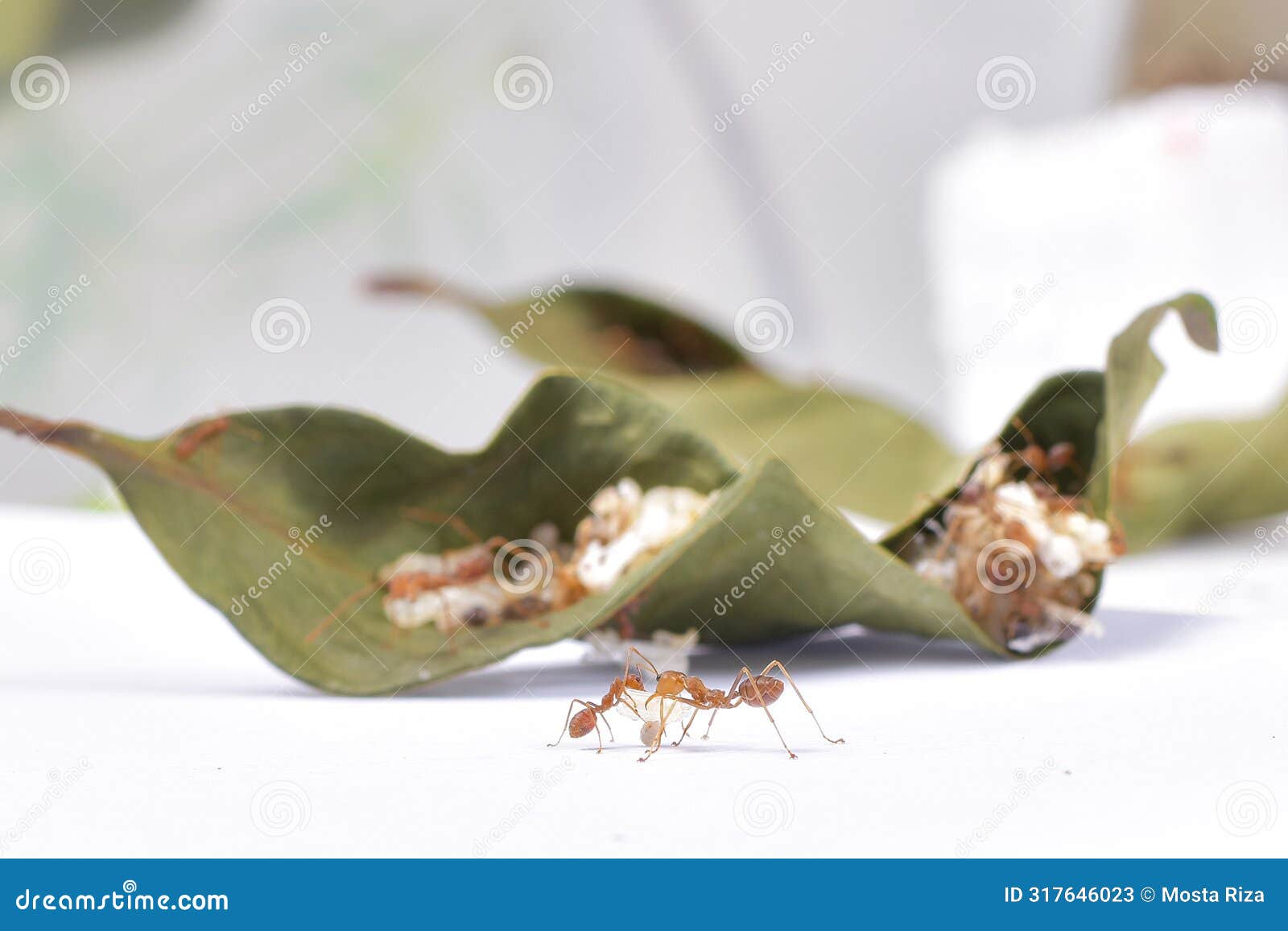 Weaver Ants (Oecophylla) Large Red Ants Stock Illustration ...