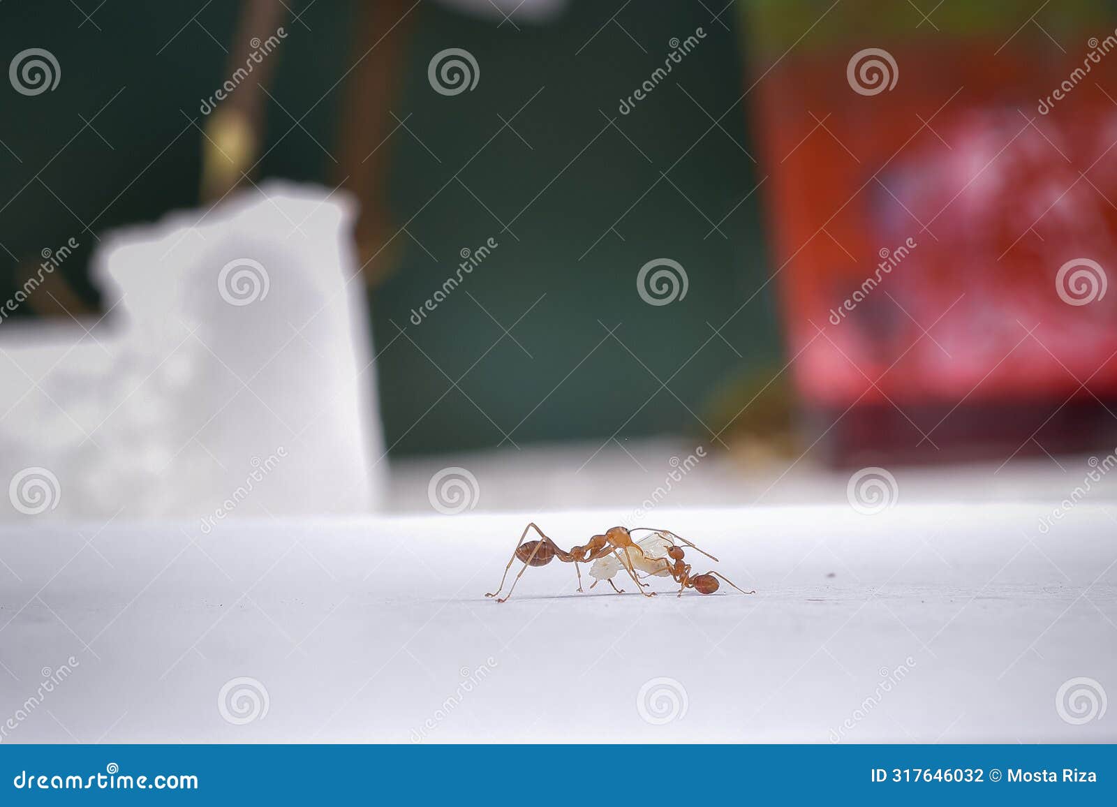 Weaver Ants (Oecophylla) Large Red Ants Stock Illustration ...
