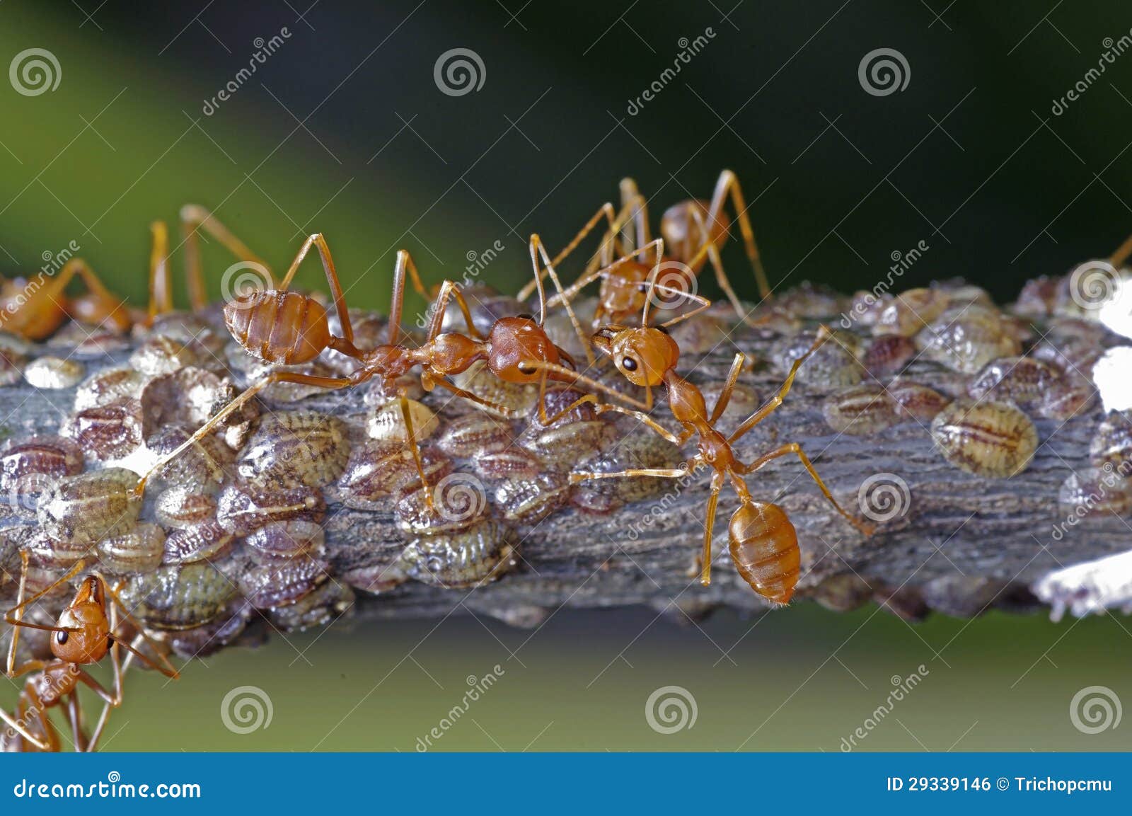 Weaver Ants and Scale Insects Stock Photo - Image of insects, forest ...