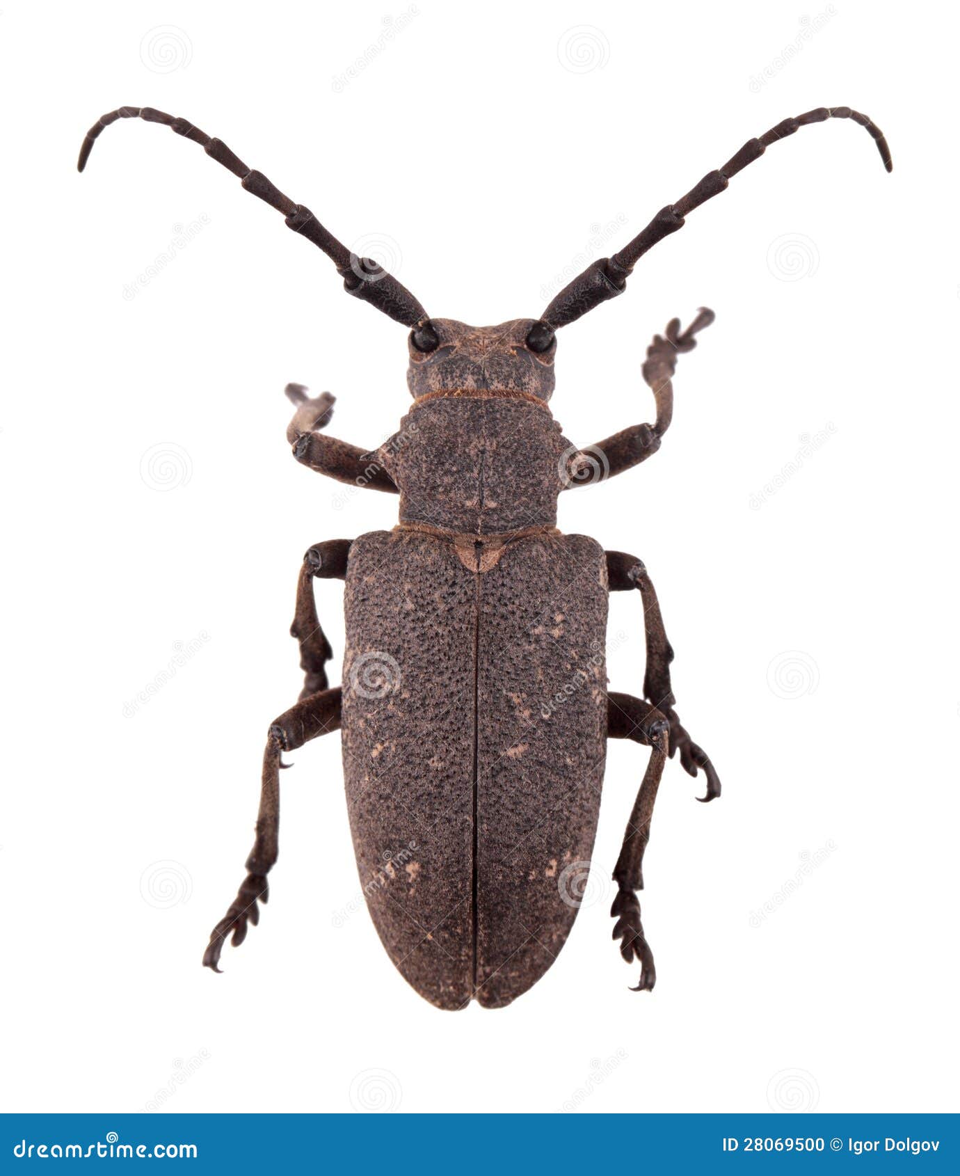 Weaver beetle stock photo. Image of pest, insecta, small - 28069500