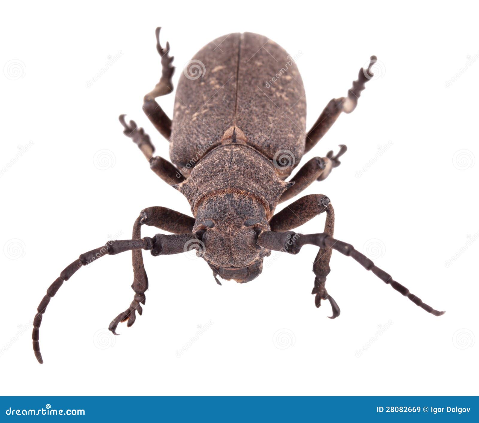Weaver beetle stock image. Image of isolated, arthropoda - 28082669