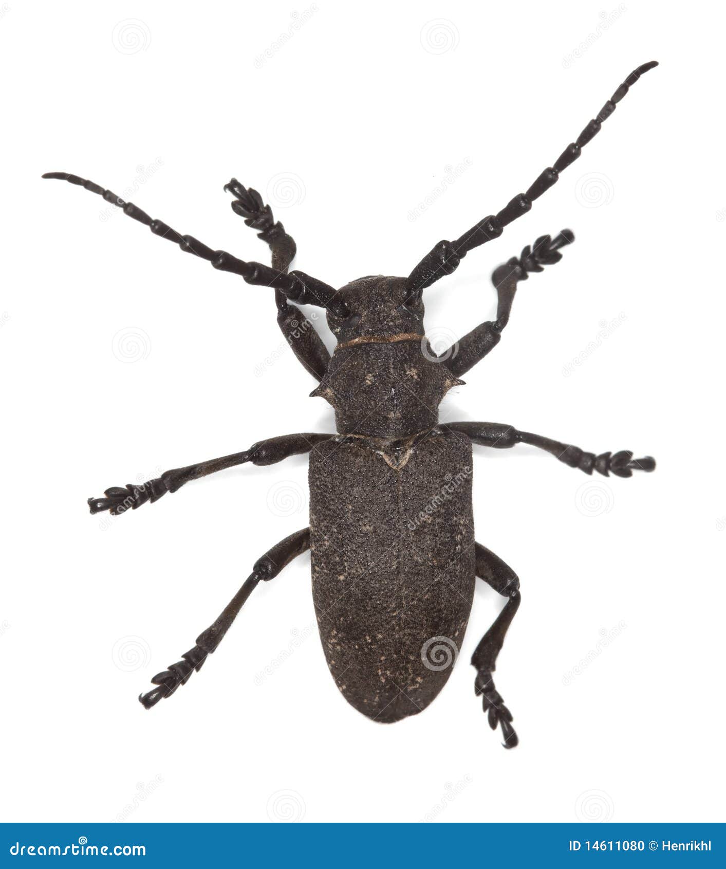 Weaver Beetle (Lamia Textor) Stock Photo - Image of horizontal ...
