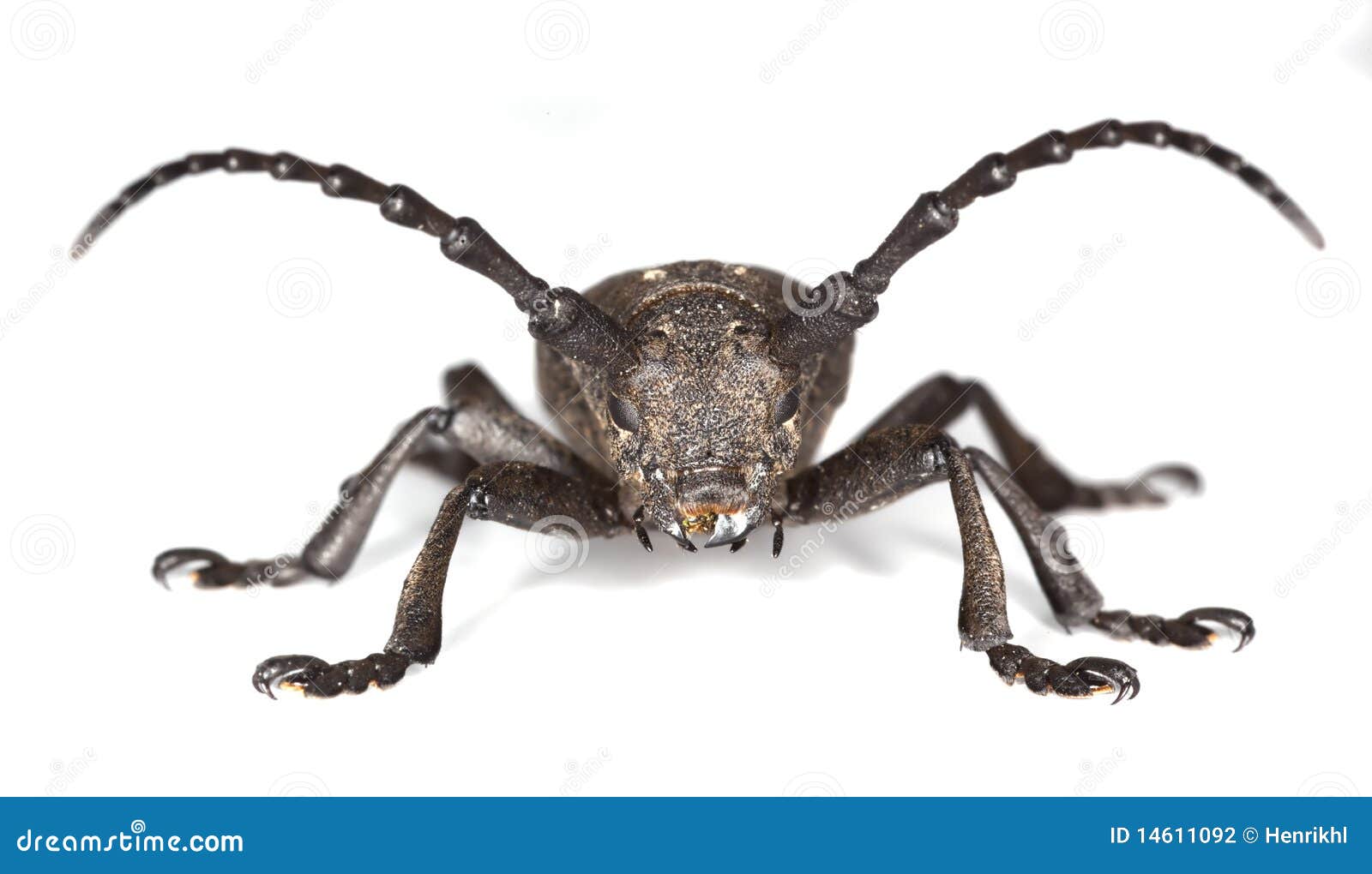 Weaver Beetle (Lamia Textor) Stock Photo - Image of imago, beetle: 14611092