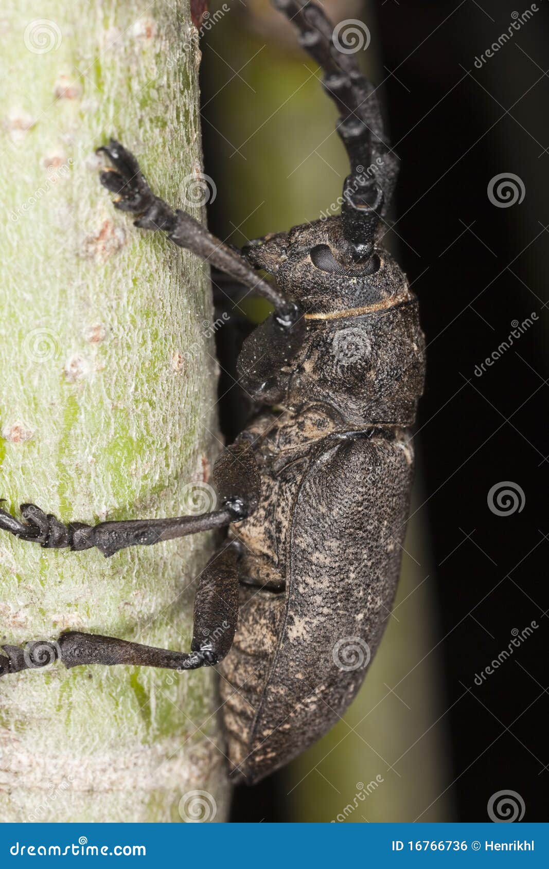 Weaver Beetle (Lamia Textor) Stock Photo - Image of detail, beetle ...