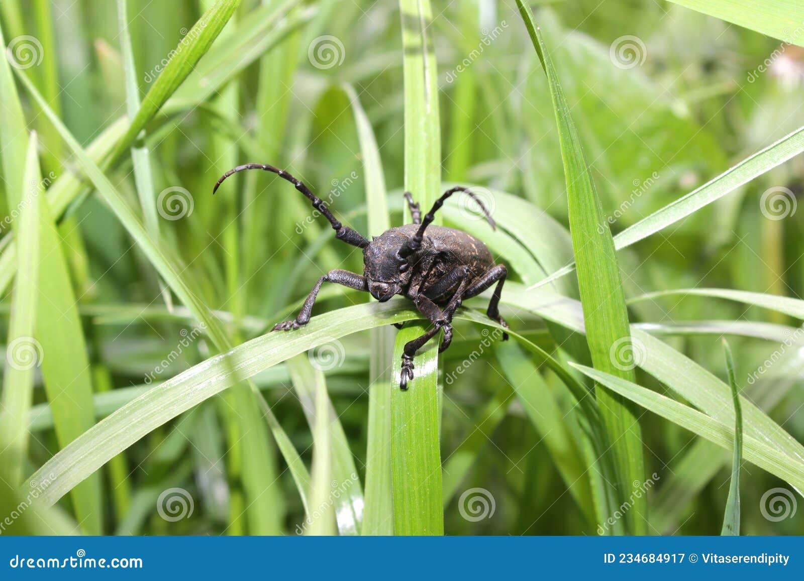 The weaver beetle stock image. Image of life, details - 234684917