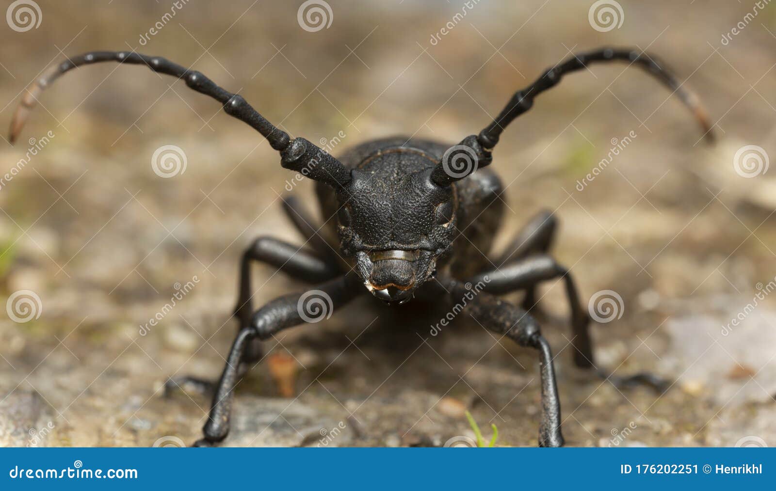 Weaver Beetle, Lamia Textor on Ground Stock Image - Image of wild ...